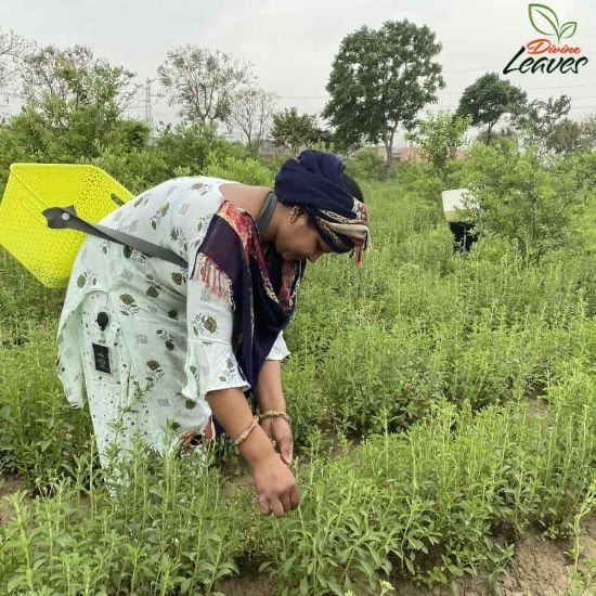 Stevia Dry Leaves | Meethi Tulsi | Natural Sweetener - Divine Leaves